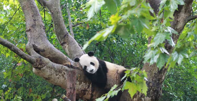 Chengdu: Panda Base Halve Dag Groep Tour | GetYourGuide