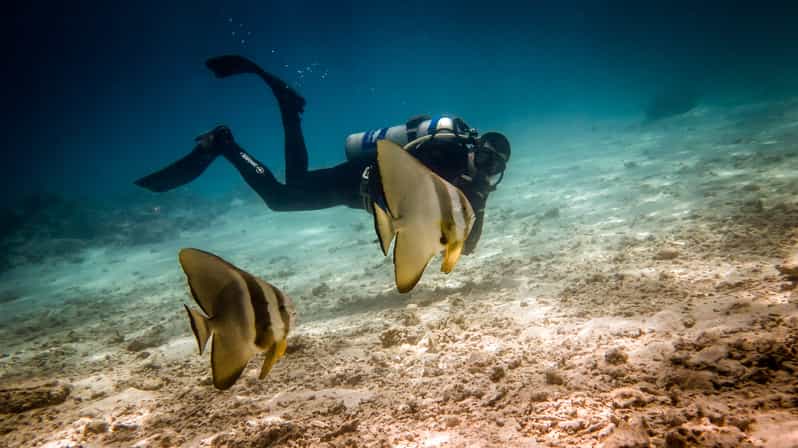 Hurghada területéről: Hurghada: Wreck and Reef Diving Trip | GetYourGuide