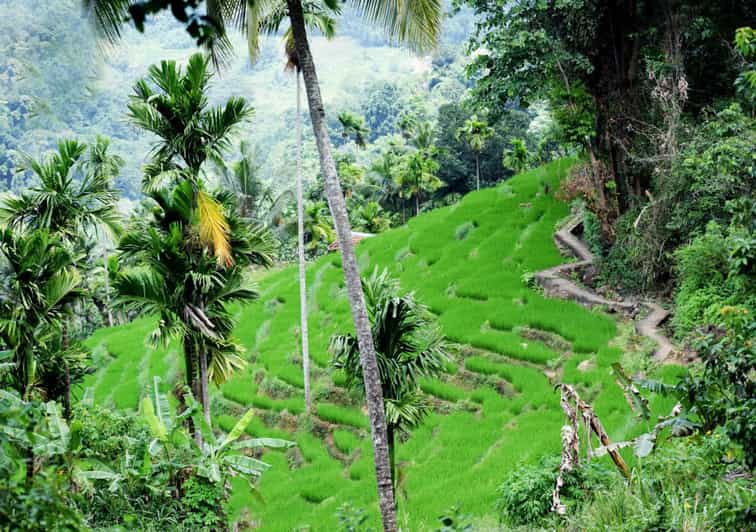 From Kandy: Private Guided Hike to Heeloya | GetYourGuide