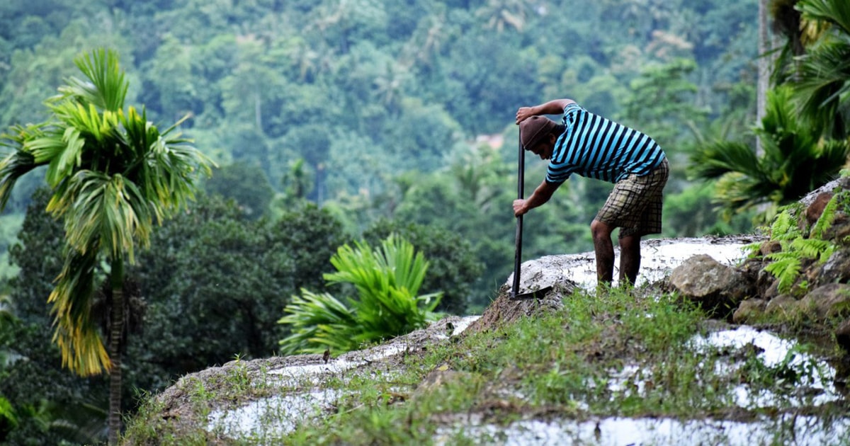 From Kandy: Private Guided Hike to Heeloya | GetYourGuide