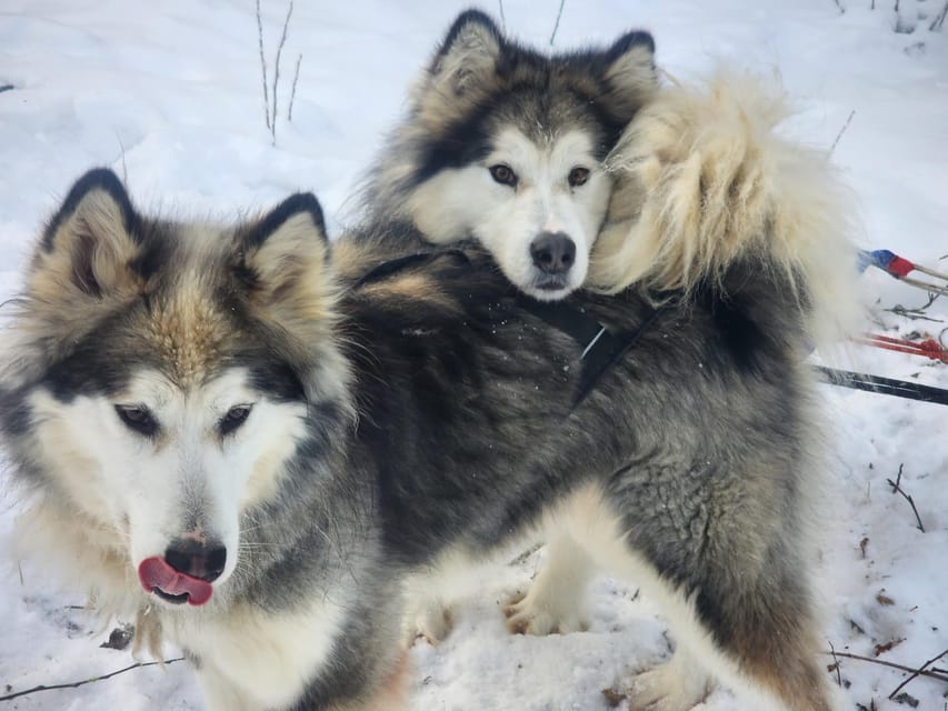 Fairbanks: Alaskan Summer Sled Dog Adventure | GetYourGuide