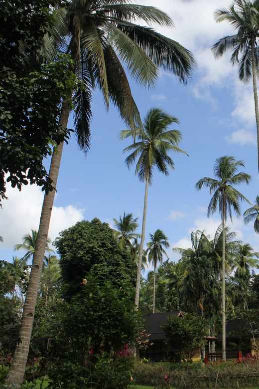 From Manila: Day Tour to Enchanting Hidden Valley | GetYourGuide