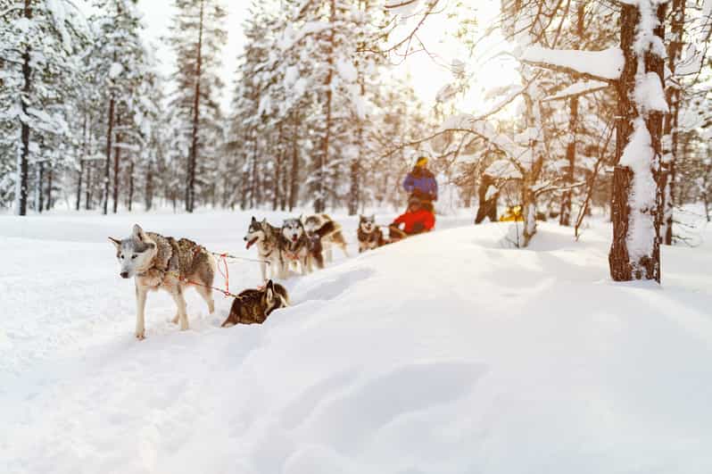 Rovaniemi: Family-friendly Snowmobile & Arctic Animals Tour | GetYourGuide