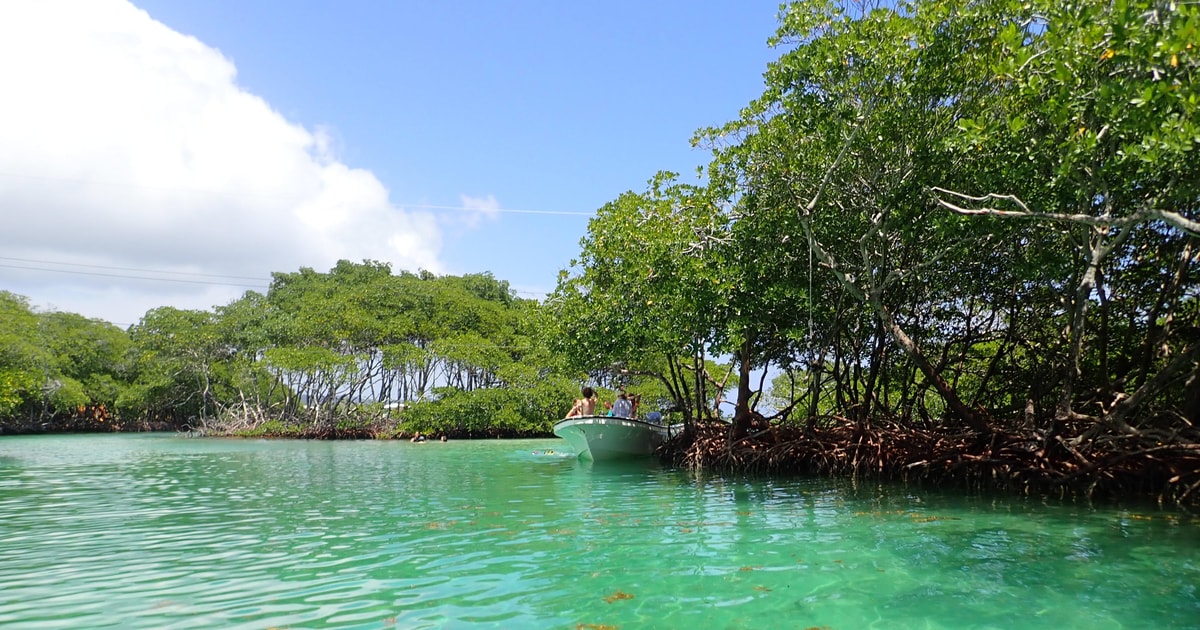 Roatan: Mangrove Tunnel Tour with Snorkeling | GetYourGuide