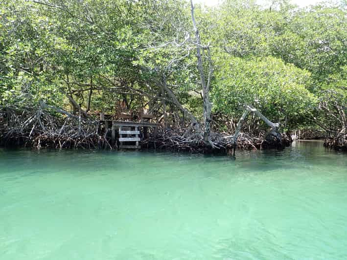 Roatan: Mangrove Tunnel Tour z nurkowaniem | GetYourGuide