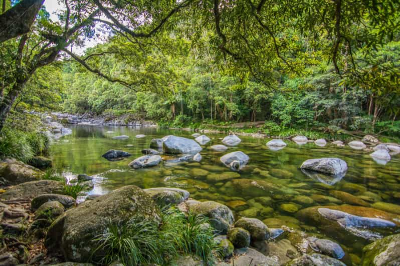 Fra Cairns: Daintree National Park Private Tour | GetYourGuide