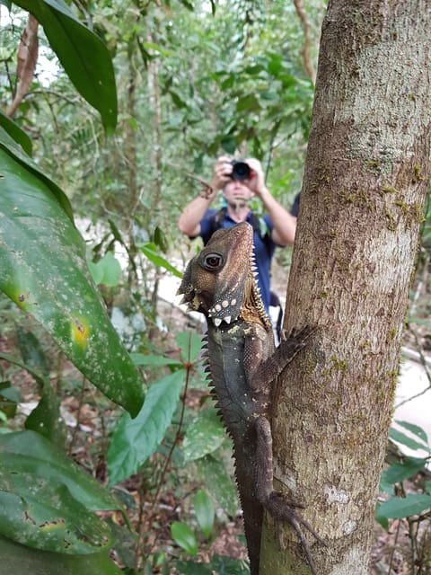 From Cairns: Daintree National Park Private Tour | GetYourGuide