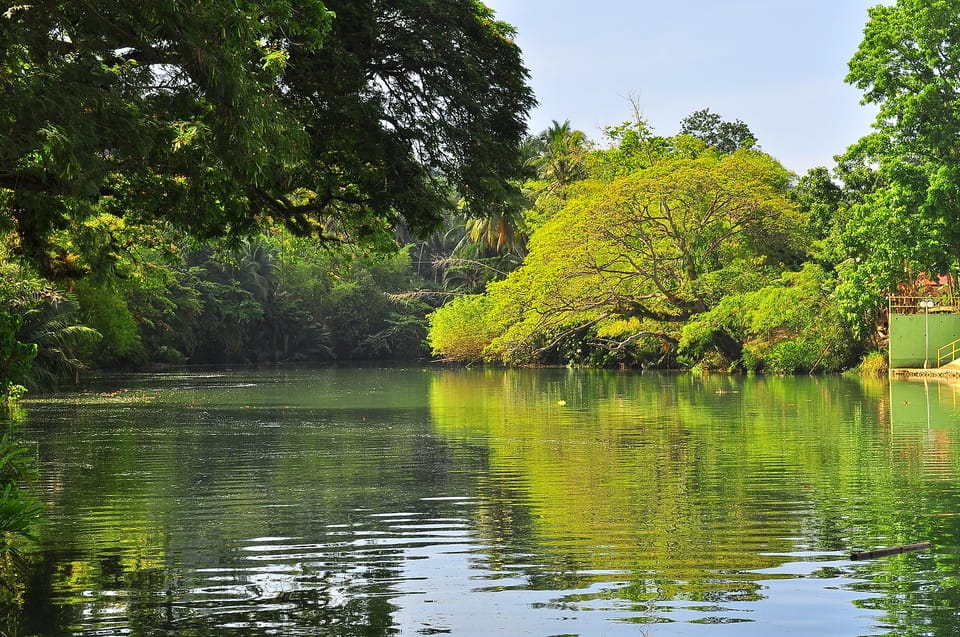 Bohol: Loboc River Buffet-Lunch Cruise with Private Transfer | GetYourGuide