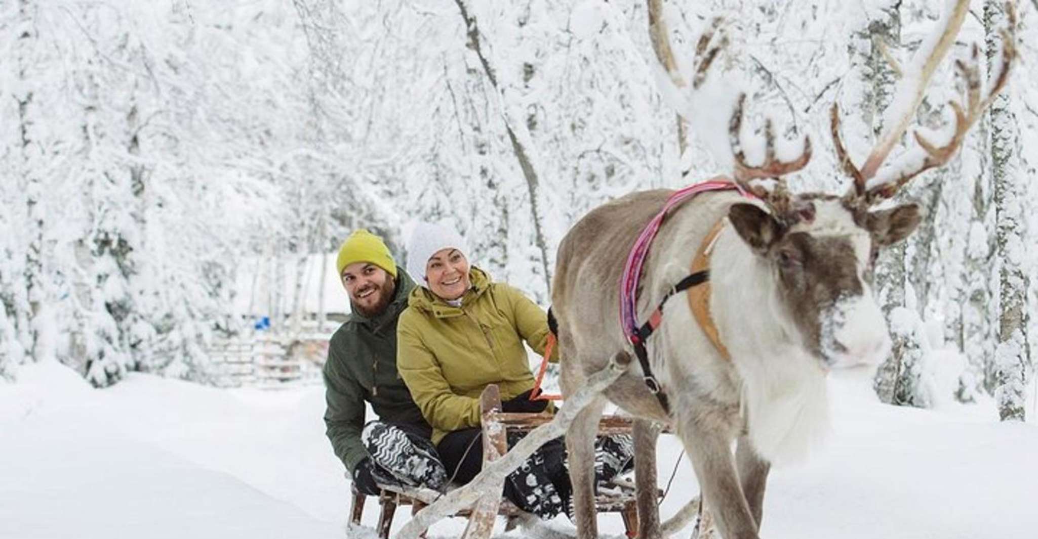 Levi, Lapland Reindeer and Husky Safari | Adventure in Levi