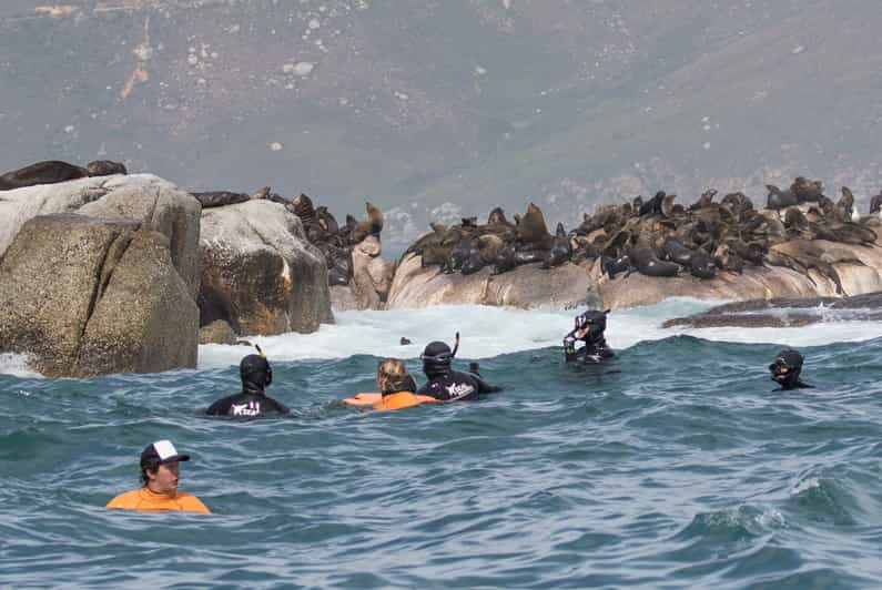 Cape Town: Seal Snorkeling at Duiker Island, Hout Bay | GetYourGuide