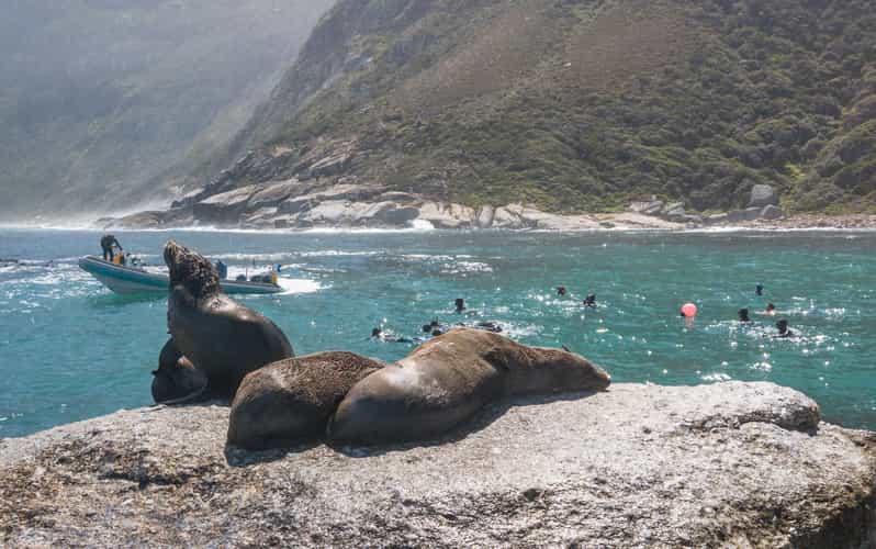 Cape Town: Seal Snorkeling at Duiker Island, Hout Bay | GetYourGuide