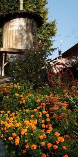 Foxfire Mountain: Hiking & Swinging Bridge Family Adventure | GetYourGuide