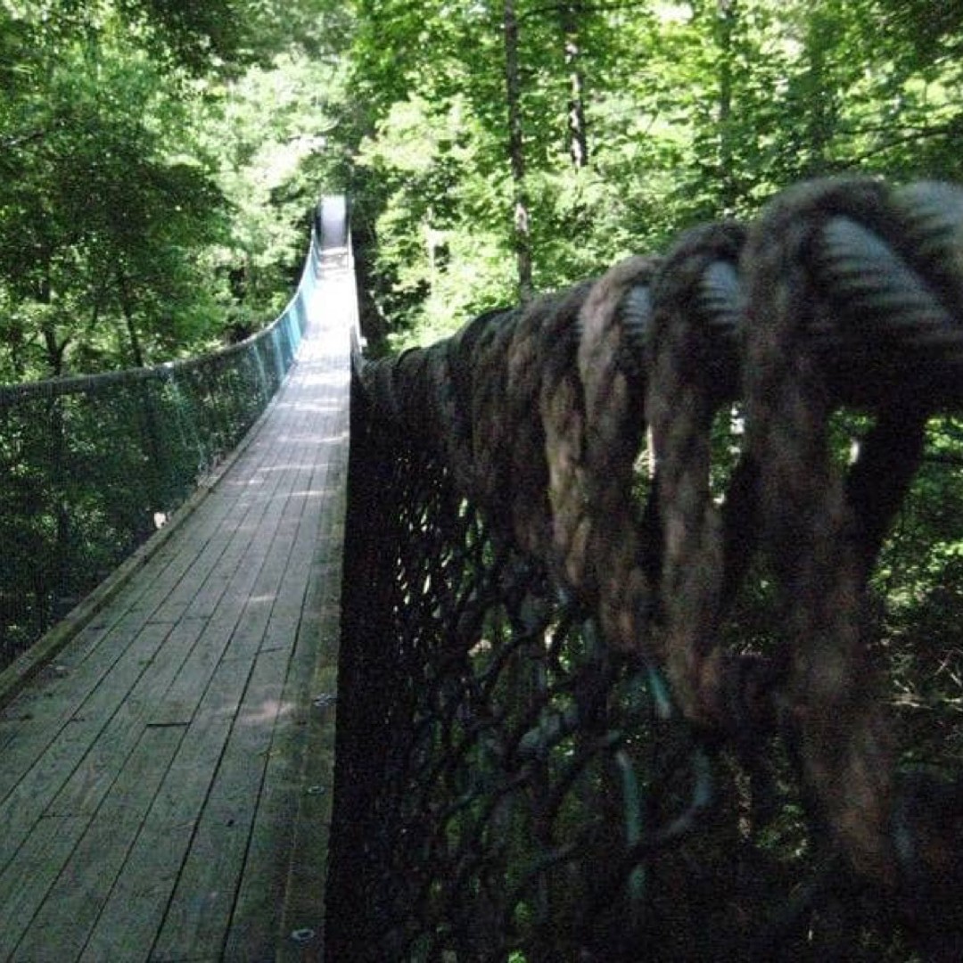 Foxfire Mountain: Hiking & Swinging Bridge Family Adventure | GetYourGuide