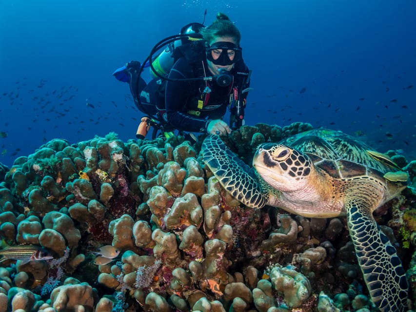 Cebu: Scuba Diving with Sardines and Pescador Island Snorkel | GetYourGuide