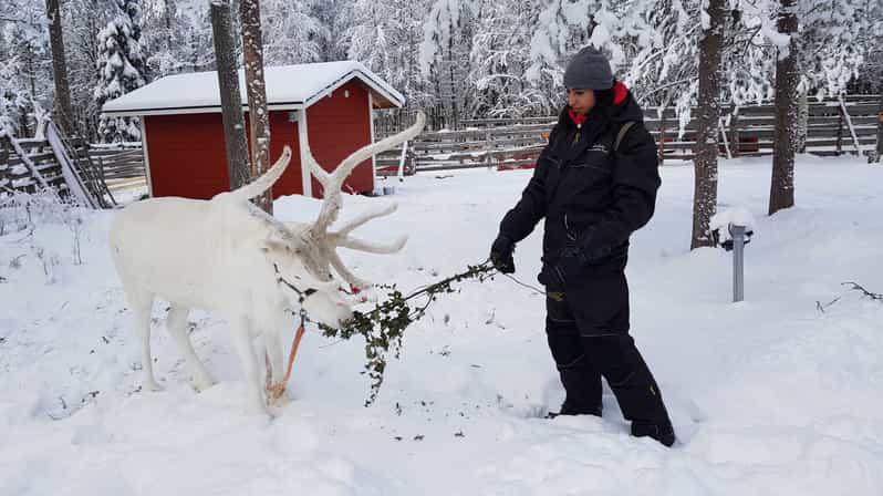 Rovaniemi: Husky Park en rendierenboerderij per minibus | GetYourGuide