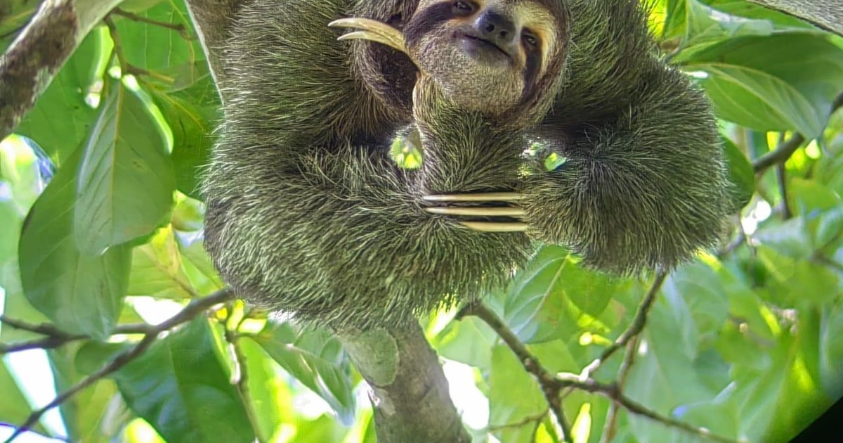 Tour guiado por el Parque Nacional Manuel Antonio para avistar Animales ...