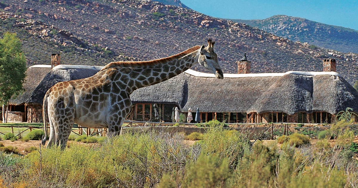 Aquila Reserve: Private Day Tour with Shared Game Drive | GetYourGuide