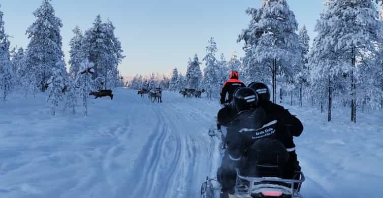 Rovaniemi: Family-friendly Snowmobile & Arctic Animals Tour | GetYourGuide