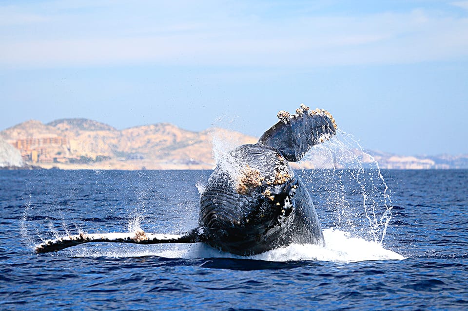Cabo San Lucas: Up Close Whale Watching Small Group Tour | GetYourGuide
