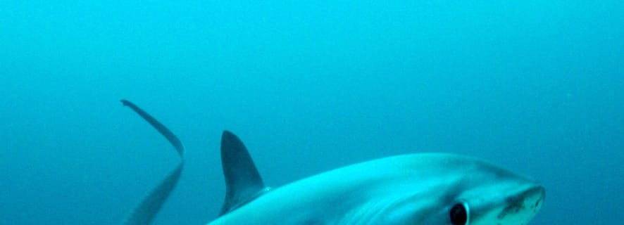 Thresher Shark Divers | Proveedor de GetYourGuide