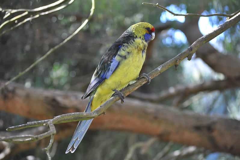 Tasmanian Devil Unzoo: Behind the Scenes Devil Tracker Tour | GetYourGuide