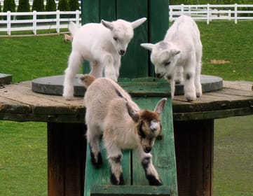 Lancaster County: Amish Farmlands, Museum Tour, Farm Visit | GetYourGuide