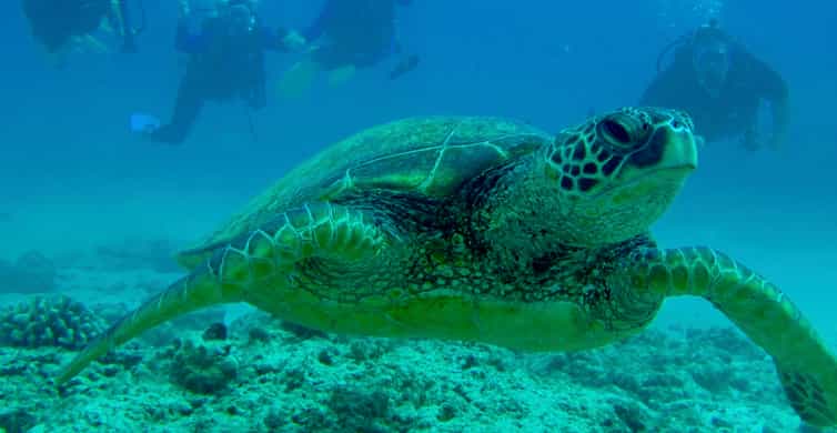 The BEST Hilo Snorkeling 2022 - FREE Cancellation | GetYourGuide