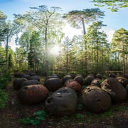 Naissaar Island Discovery Smartguide 2 day pass | GetYourGuide