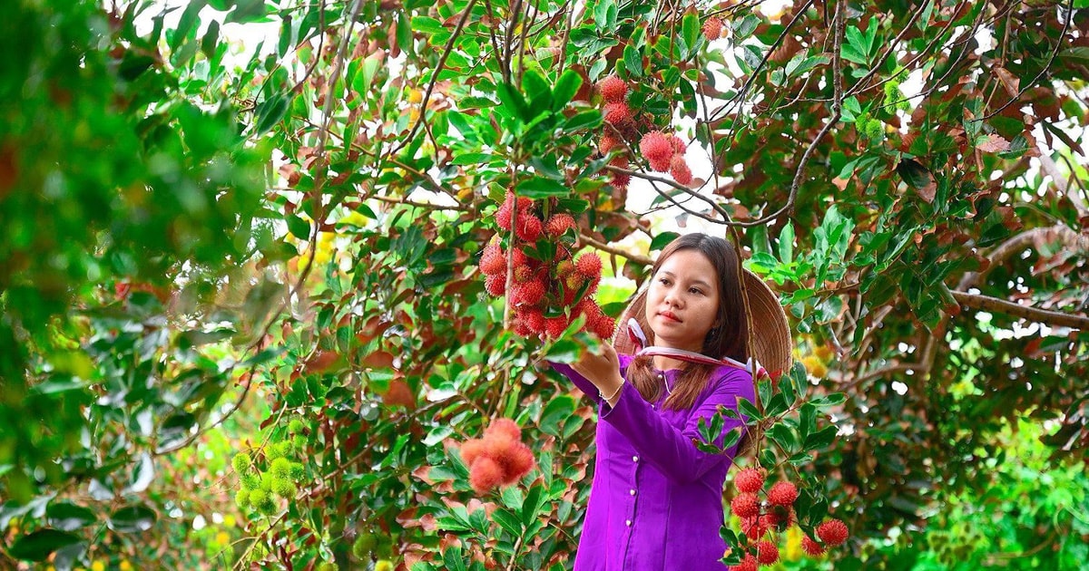 Can Tho: Son Islet Tour with Fish Farm and Fruit Garden | GetYourGuide