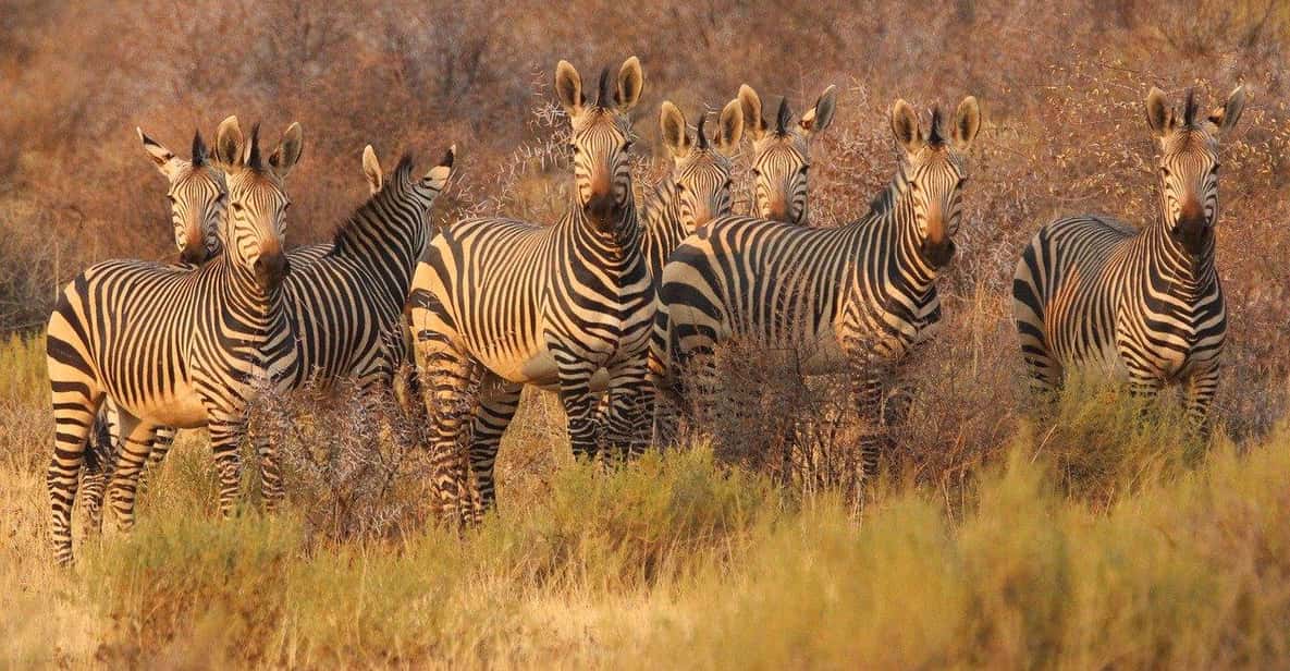 Safari clássico de 1 dia: Reserva de caça de Selous a partir de ...
