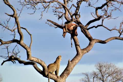 TourHarbor - all tours & activities in Hazyview