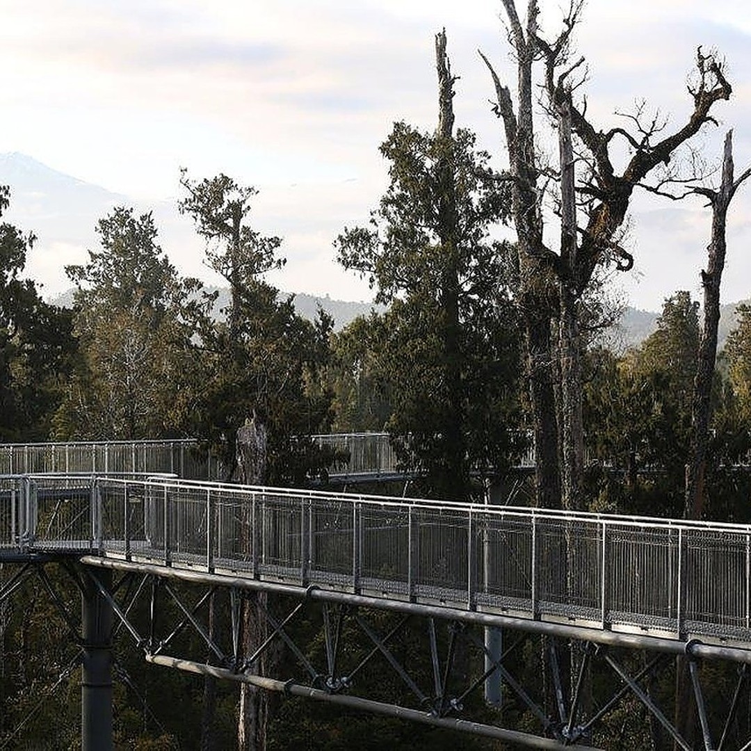 Hokitika: West Coast Treetop Walkway Entrance Ticket | GetYourGuide