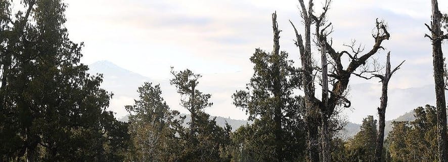 West Coast Tree Top Walk & Tower Zipline | GetYourGuide Supplier