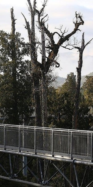 Hokitika: West Coast Treetop Walkway Entrance Ticket | GetYourGuide