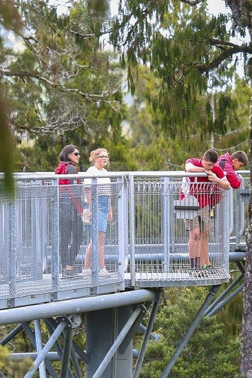 Hokitika: West Coast Treetop Walkway Entrance Ticket | GetYourGuide