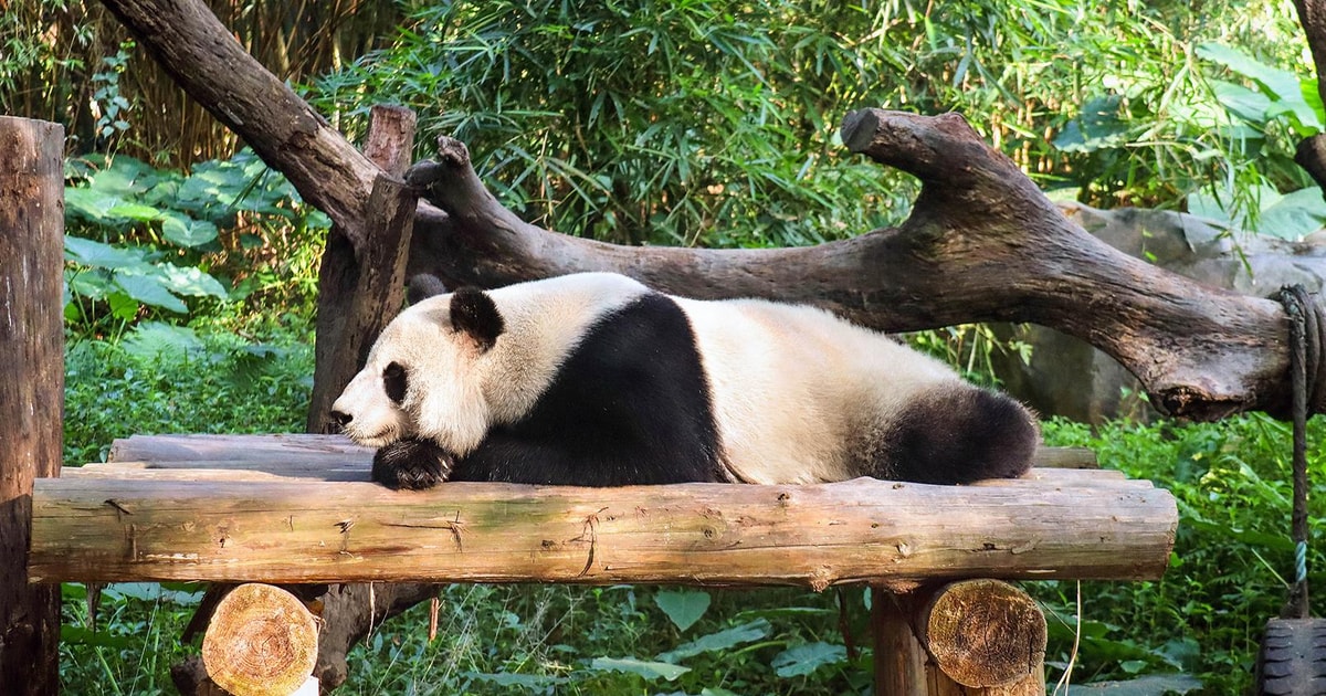 Private Tour in Chengdu Panda Base und Leshan Giant Buddha | GetYourGuide