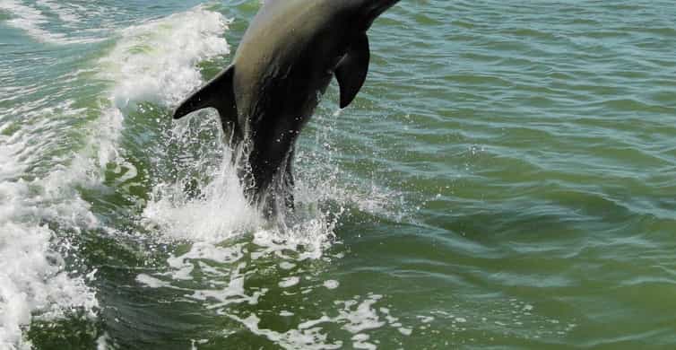 Everglades National Park: 2 hour Dolphin & Birding Boat Tour | GetYourGuide