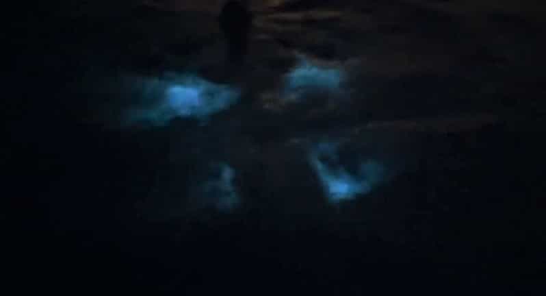 From San Juan: Bioluminescent Bay Boat Tour and Hot Springs | GetYourGuide