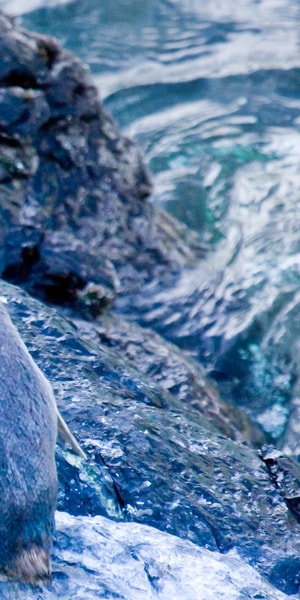 Akaroa: Pohatu Little Penguins 3-Hour Evening Experience | GetYourGuide