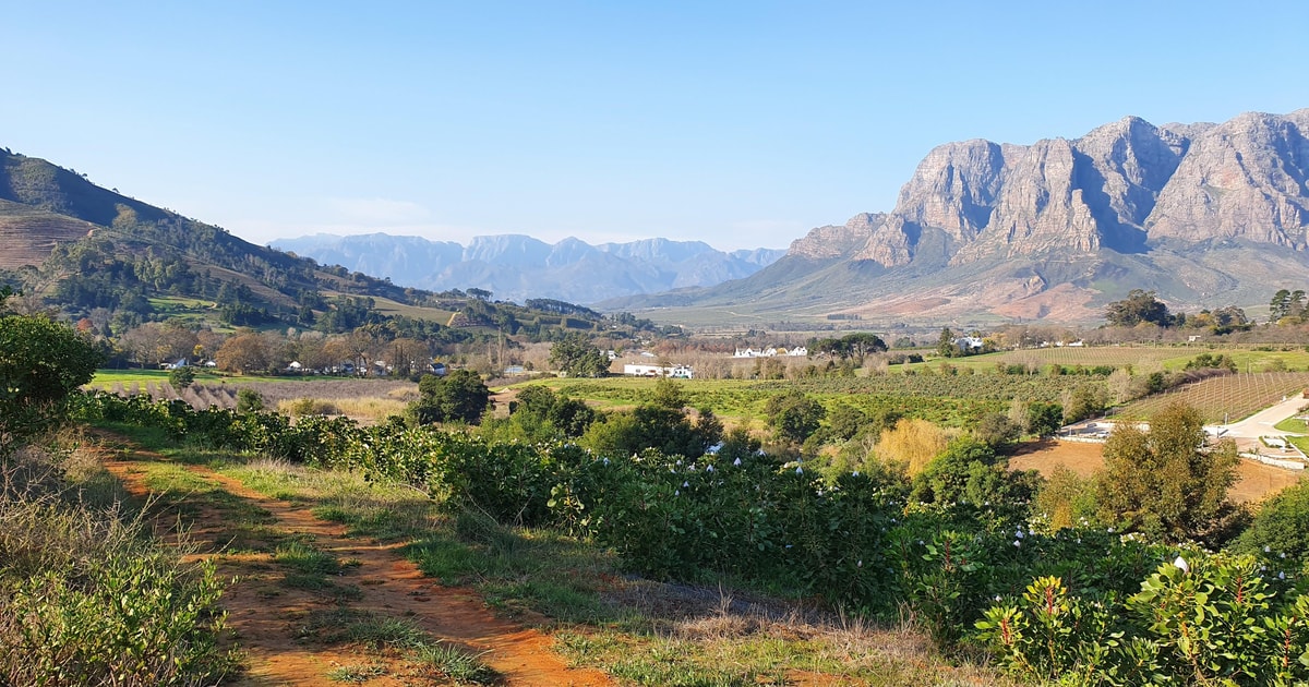 Stellenbosch: Guided Vineyard Hike and Wine Tasting | GetYourGuide
