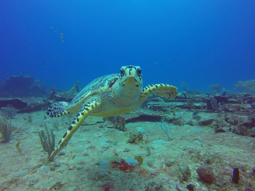 Half-Day Tour Dive Adventures Double Tank Dive | GetYourGuide