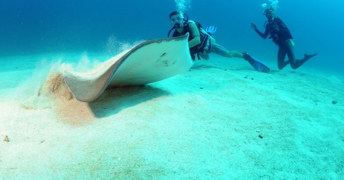 Half-Day Tour Dive Adventures Double Tank Dive | GetYourGuide