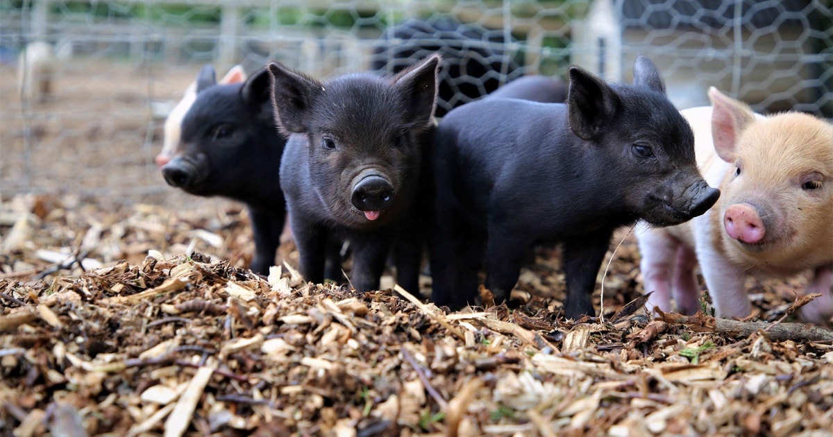 Kew Little Pigs: The Pig Enthusiast | GetYourGuide