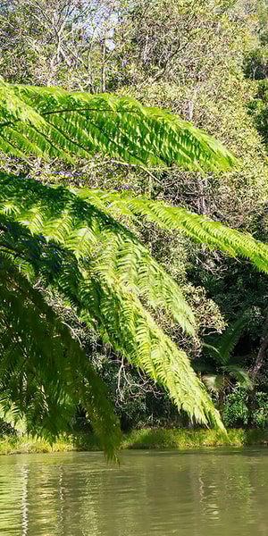 Kuranda Pamagirri Aboriginal Premium Full-Day Tour | GetYourGuide