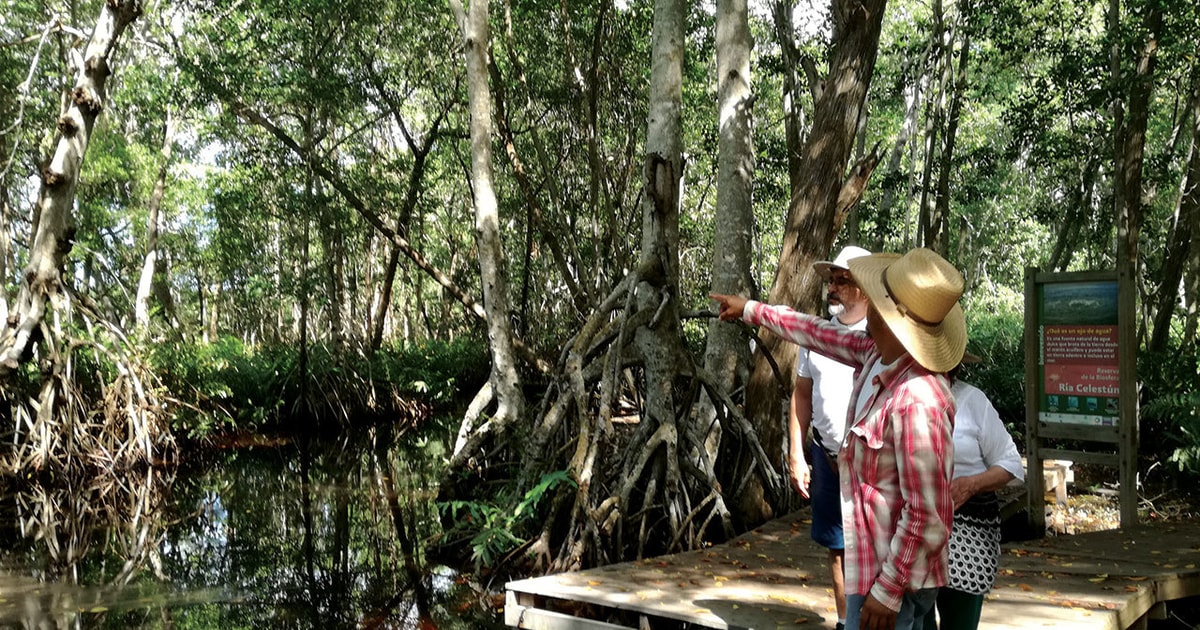 Z Méridy: Mérida: Biosférická rezervace Ria Celestun - prohlídka ...