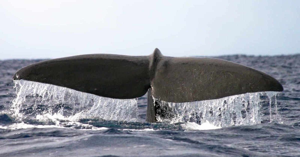 Madeira: Guaranteed Whales or Dolphins Watching Tour | GetYourGuide