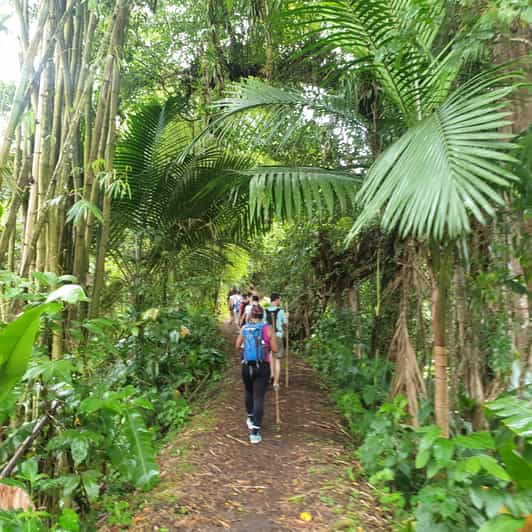 Kingstown: La Soufriere Volcano Hike | GetYourGuide