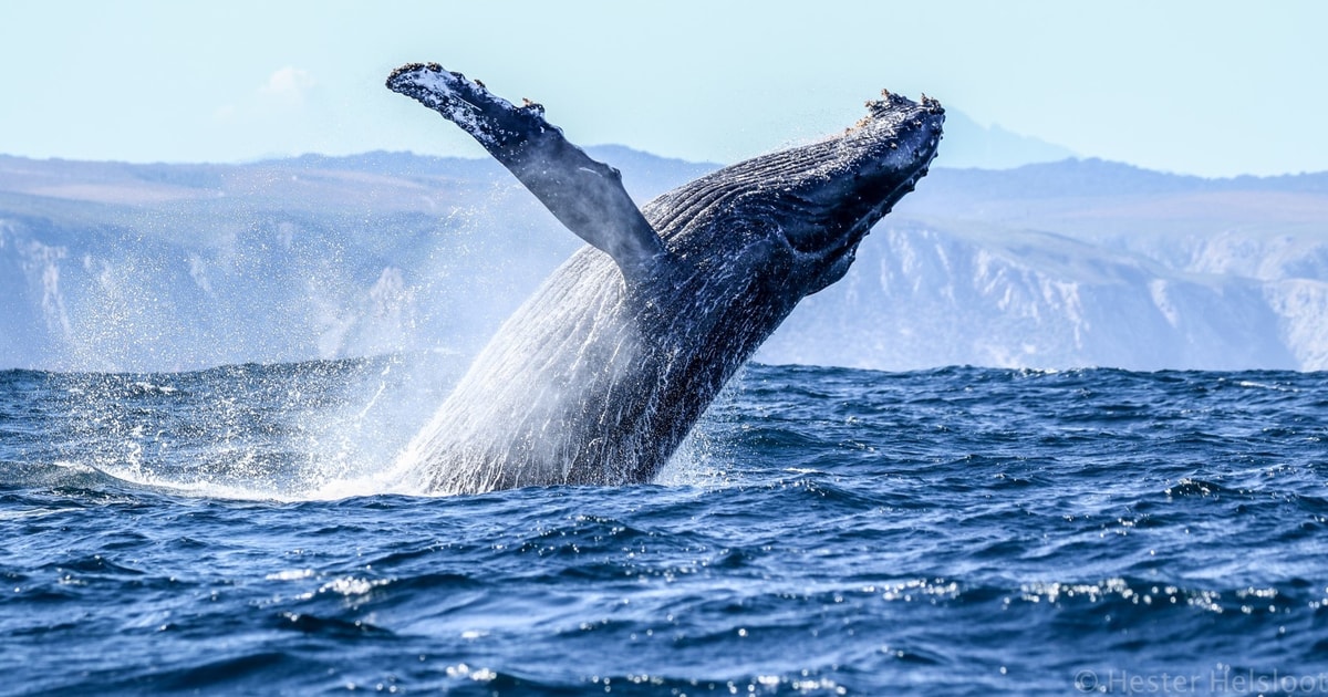 Knysna: Close Encounter Whale Watching Tour mit dem Boot | GetYourGuide