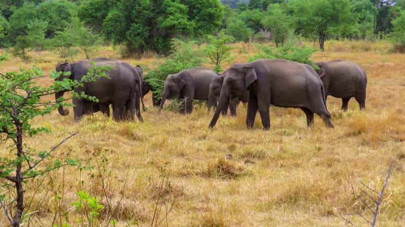 Wasgamuwa: Wasgamuwa National Park Private 3-Hour Safari | GetYourGuide