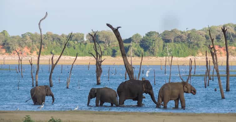 Kaudulla National Park, Polonnaruwa District - Book Tickets & Tours ...